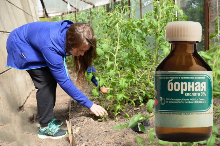 ბორის მჟავა მცენარეებისთვის: გამოყენება და ეფექტი - ALL TIME